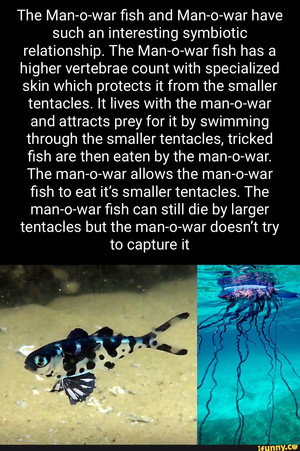 The Man-o-war fish and Man-o-war have such an interesting symbiotic ...
