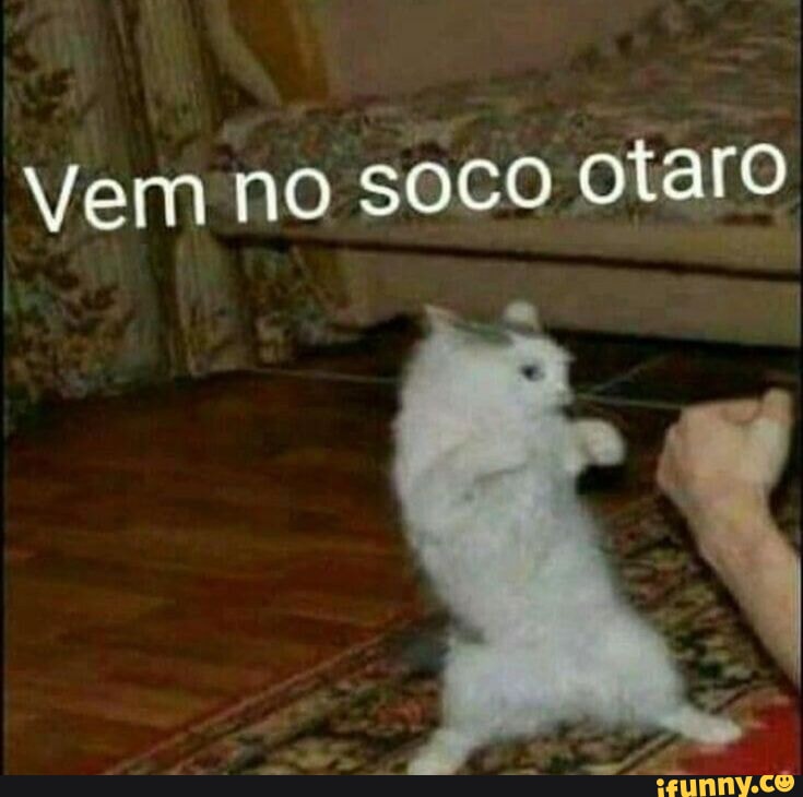 Gato lutador - Vem no soco otaro - iFunny Brazil