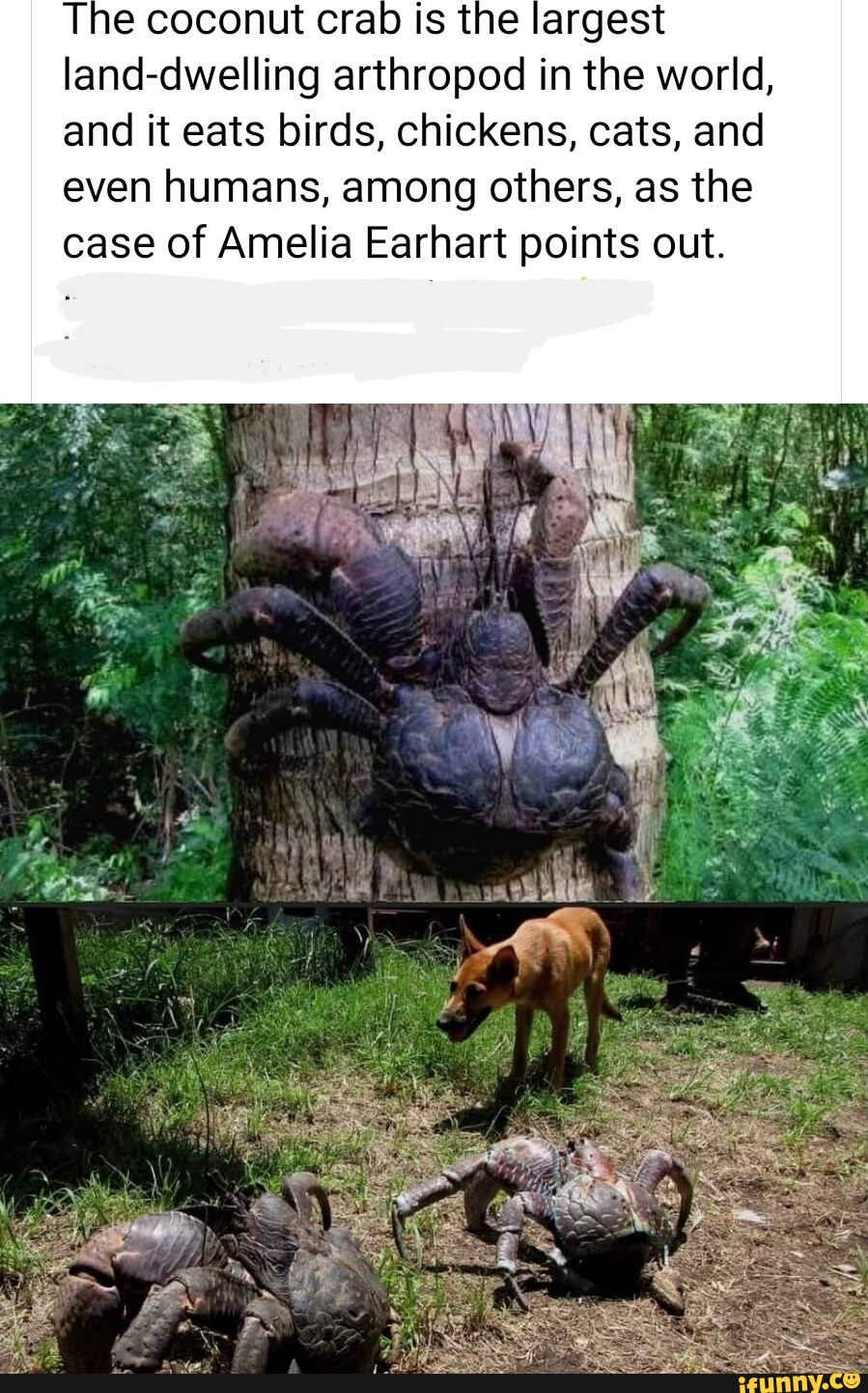 Coconut Crab Eating Cat