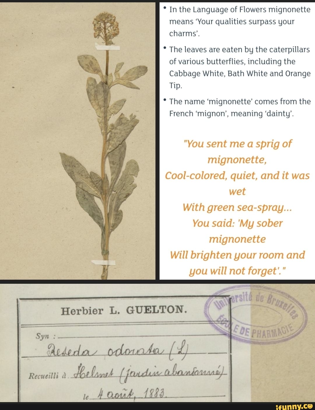 Reseda Flower Meaning | Best Flower Site
