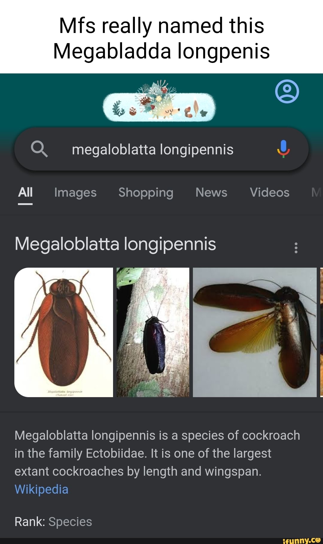 Mfs really named this Megabladda longpenis megaloblatta longipennis All ...
