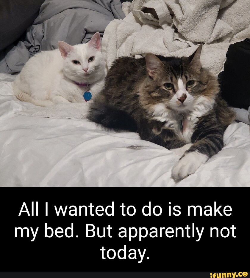 All I wanted to do is make my bed. But apparently not today. - iFunny ...