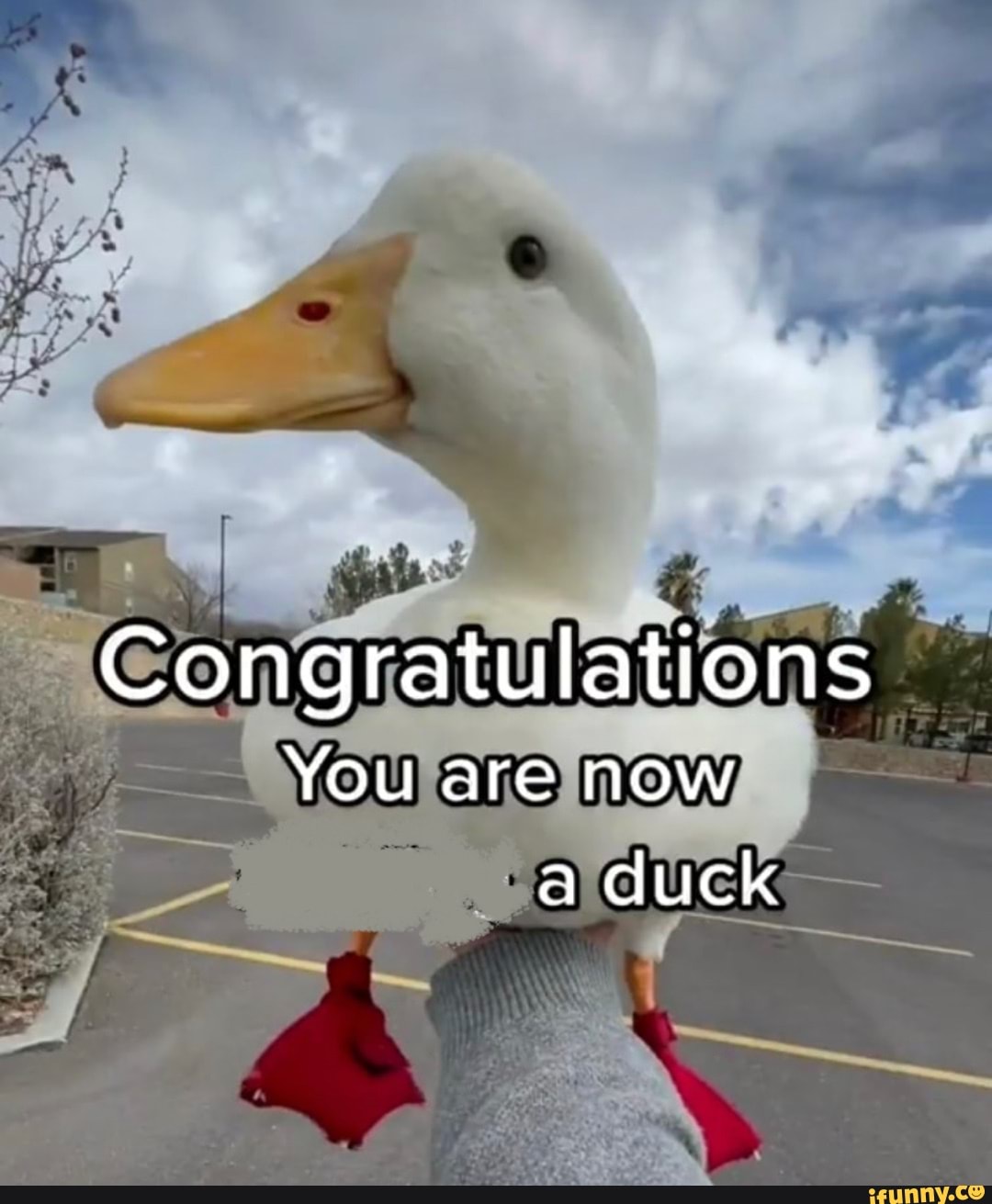 Congratulations You are now a duck - iFunny Brazil