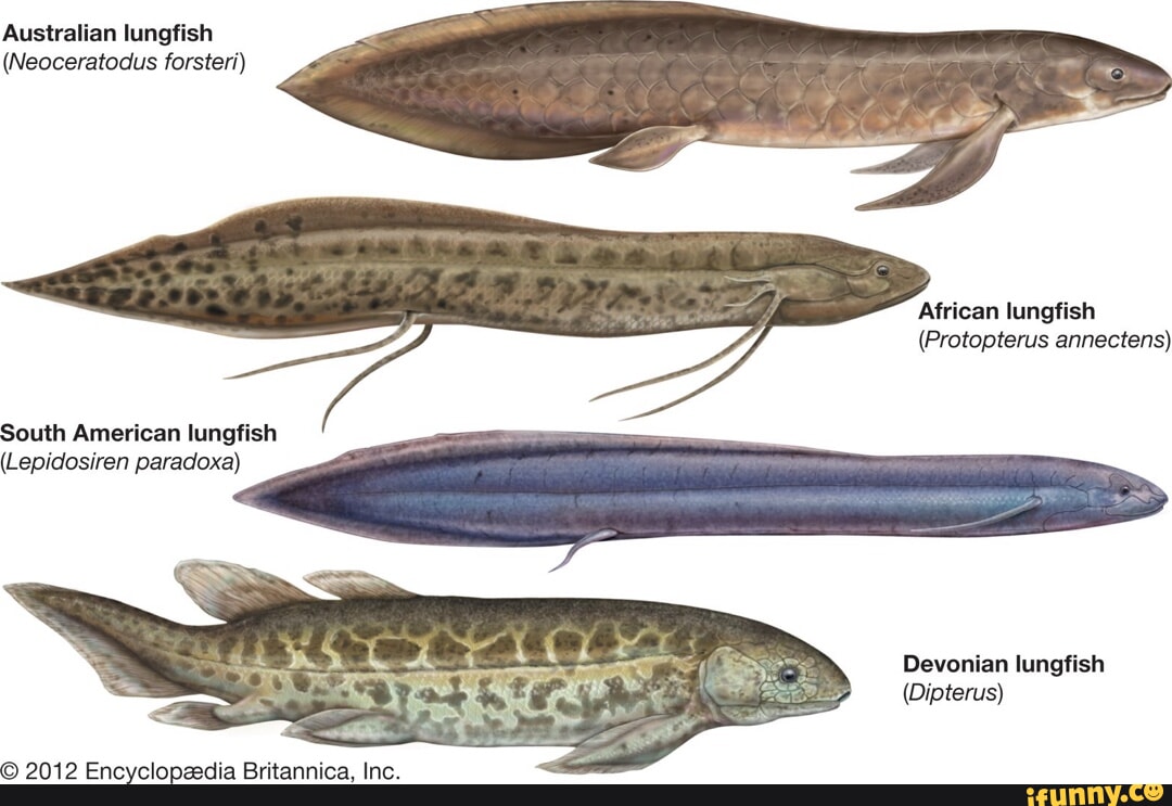 Australian lungfish (Neoceratodus forsteri) African lungfish ...