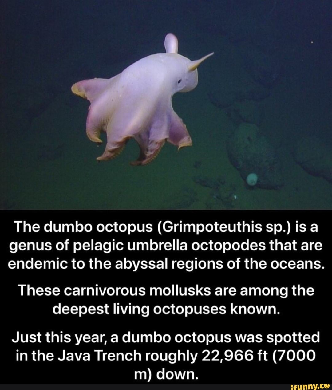 Grimpoteuthis