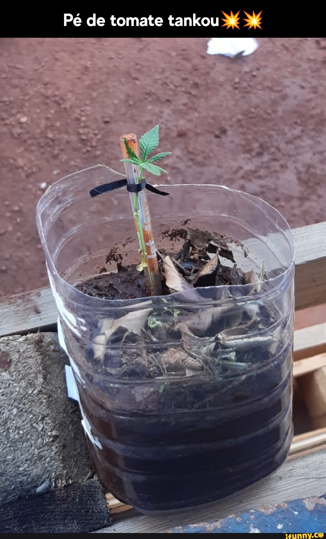 Pé de tomate tankou - iFunny Brazil