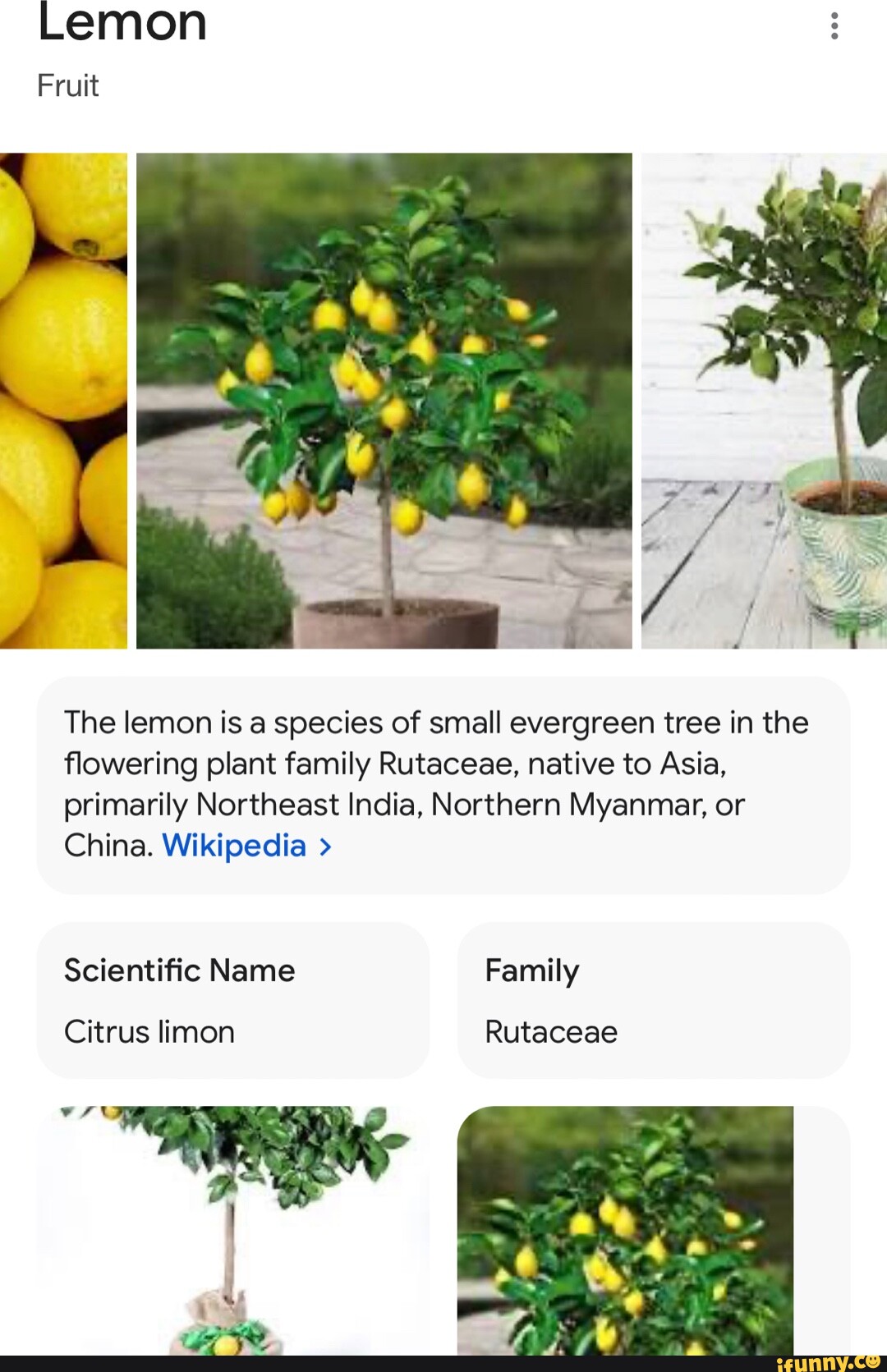 Lemon Fruit I I The lemon is a species of small evergreen tree in the ...