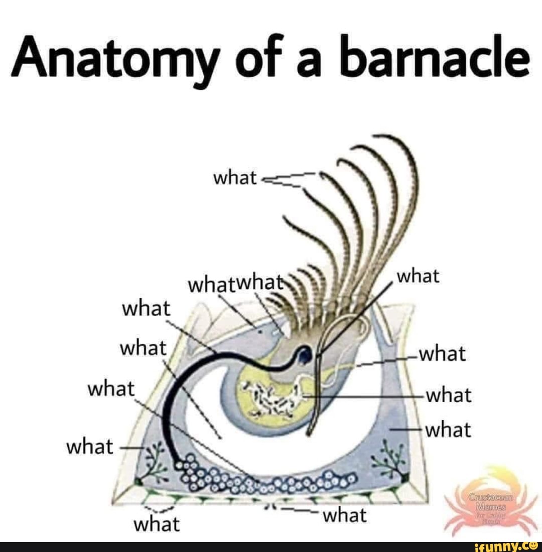 Barnacle Diagram