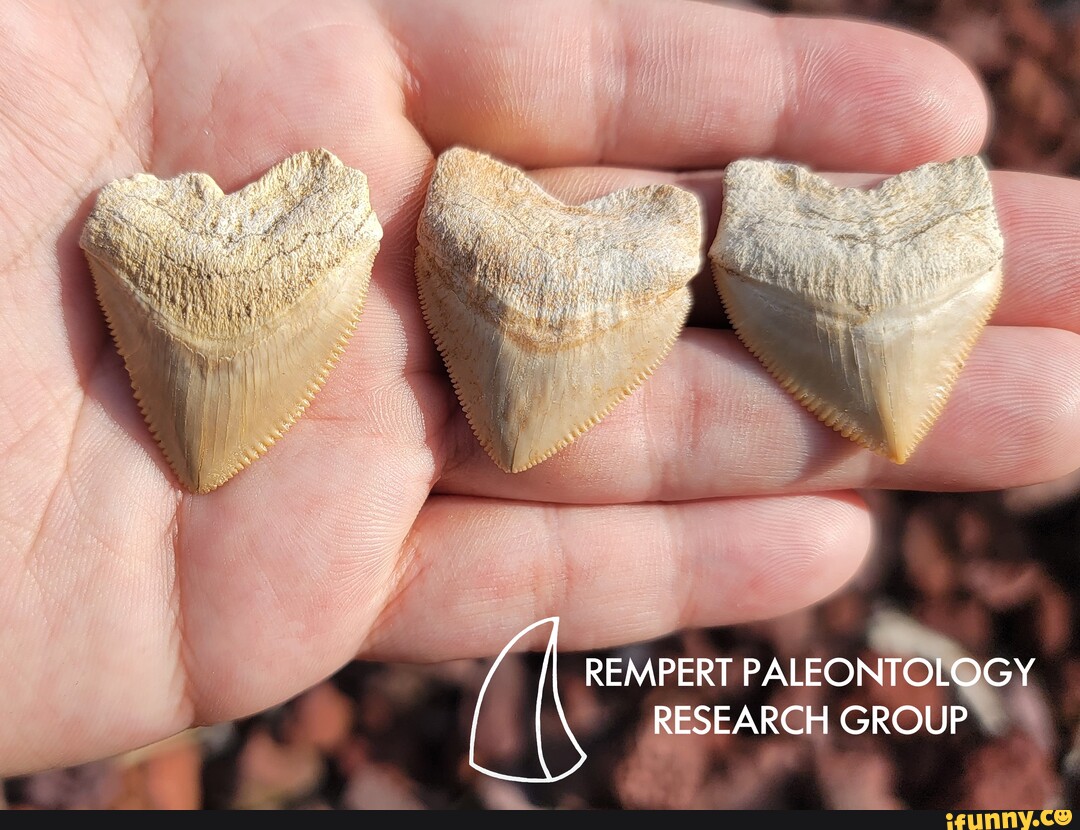 Squalicorax pristodontus - REMPERT PALEONTOLOGY RESEARCH GROUP - iFunny ...