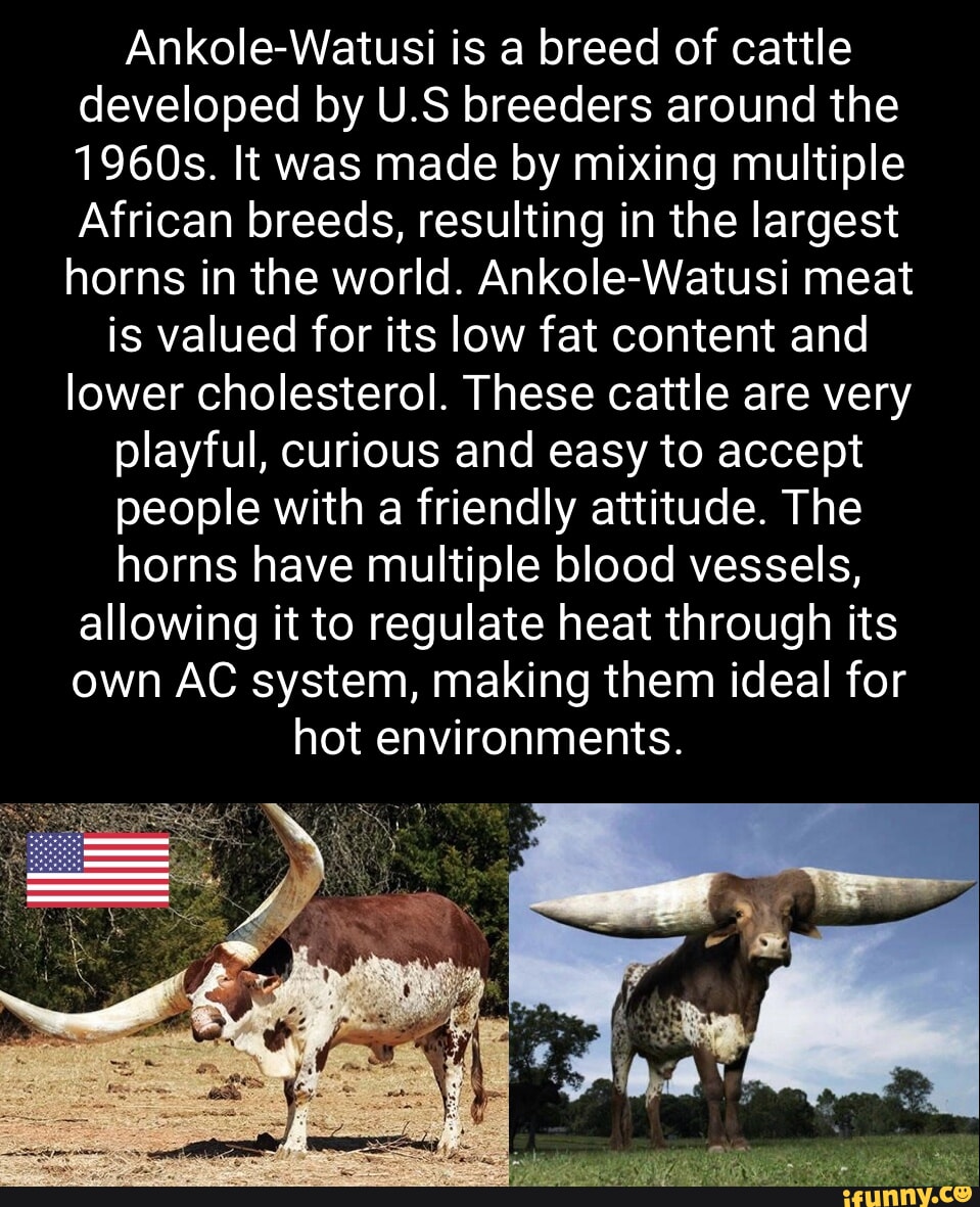 Ankole-Watusi is a breed of cattle developed by U.S breeders around the ...