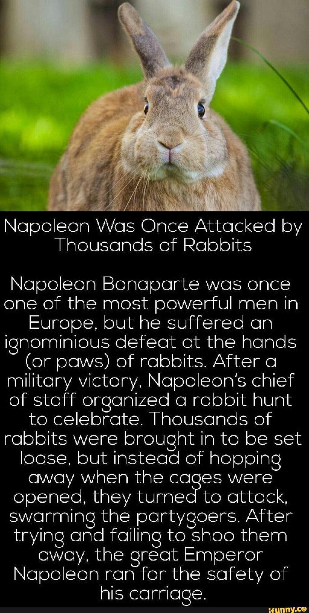 Napoleon Was Once Attacked by Thousands of Rabbits Napoleon Bonaparte ...